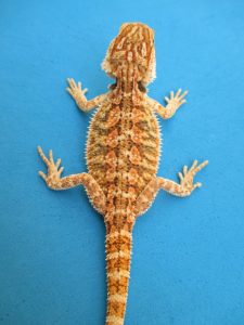 Tangerine & Orange Bearded Dragons For Sale | Atomic Lizard Ranch