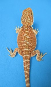 Gala Red Bearded Dragons For Sale Online | Atomic Lizard Ranch