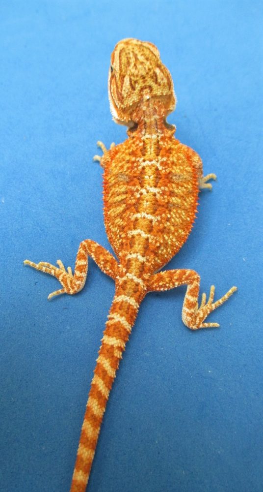 Gala Red Bearded Dragons For Sale Online | Atomic Lizard Ranch