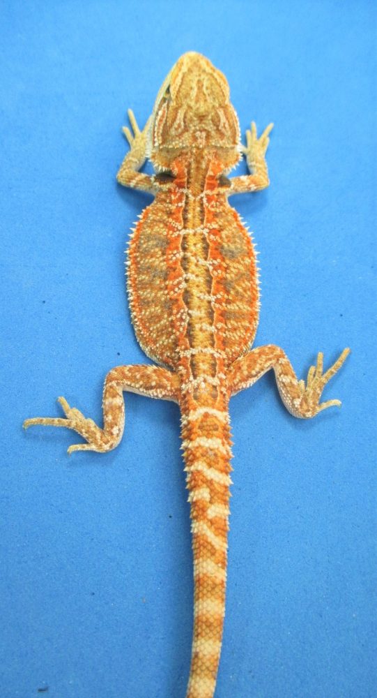 Tangerine & Orange Bearded Dragons For Sale | Atomic Lizard Ranch