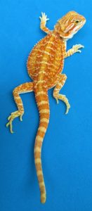 Gala Red Bearded Dragons For Sale Online | Atomic Lizard Ranch