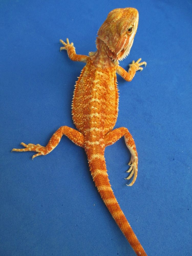 Gala Red Bearded Dragons For Sale Online | Atomic Lizard Ranch