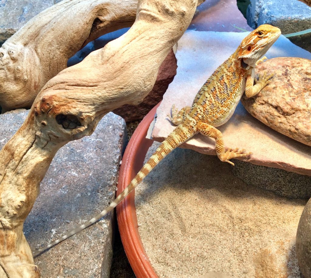 Testimonials | Atomic Lizard Ranch