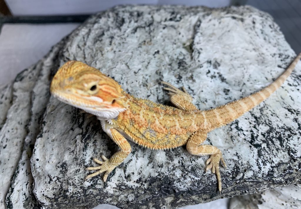 Testimonials | Atomic Lizard Ranch