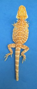 Citrus Leatherback Bearded Dragons For Sale | Atomic Lizard Ranch