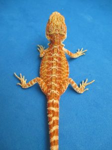 Gala Red Bearded Dragons For Sale Online | Atomic Lizard Ranch