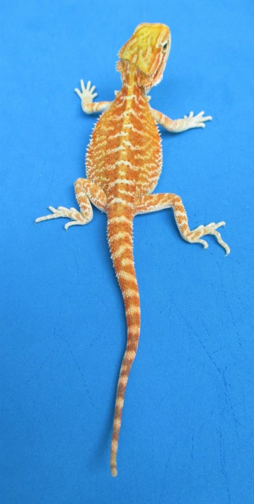 Gala Red Bearded Dragons For Sale Online | Atomic Lizard Ranch