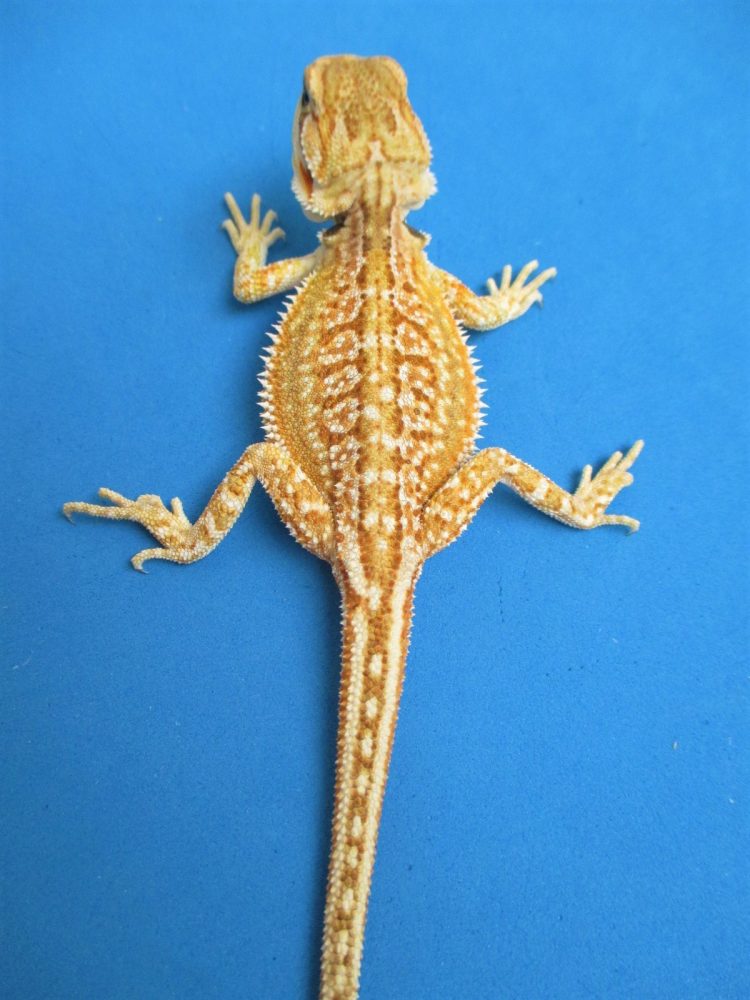 Dunner Bearded Dragons For Sale | Atomic Lizard Ranch