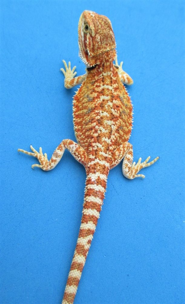 Gala Red Bearded Dragons For Sale Online | Atomic Lizard Ranch