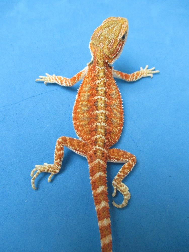 Gala Red Bearded Dragons For Sale Online | Atomic Lizard Ranch