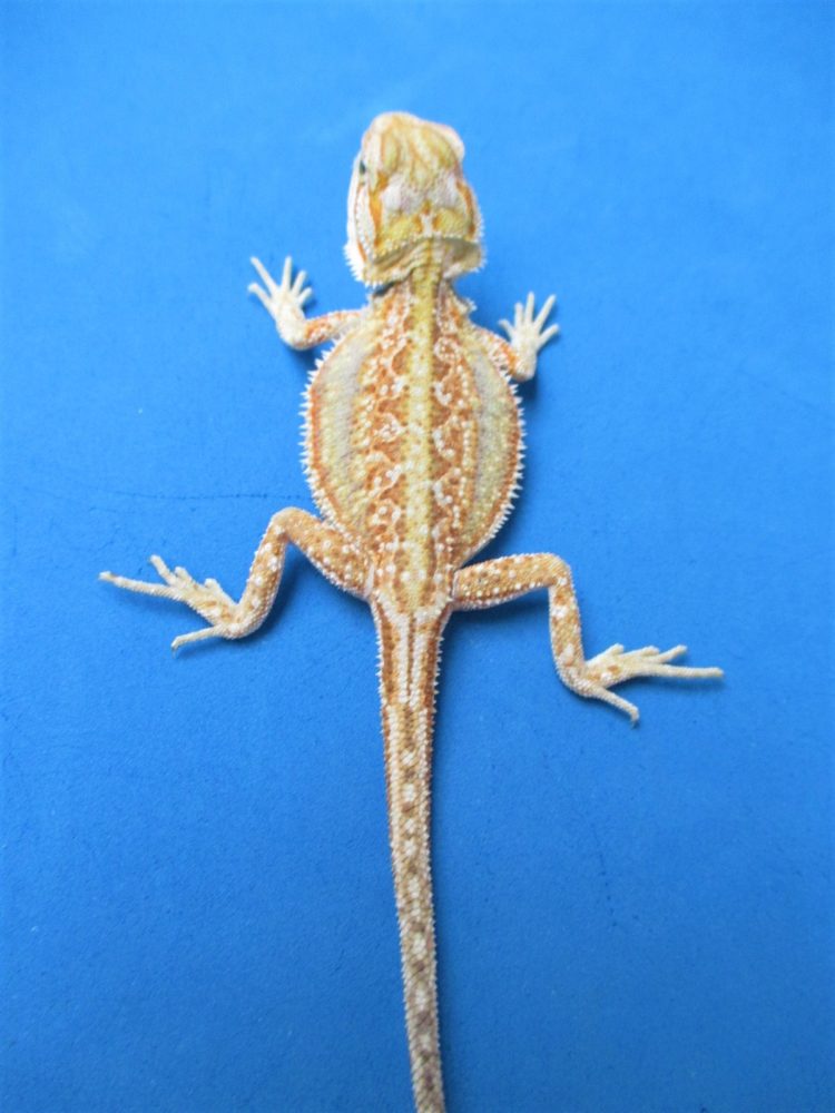 Dunner Bearded Dragons For Sale | Atomic Lizard Ranch