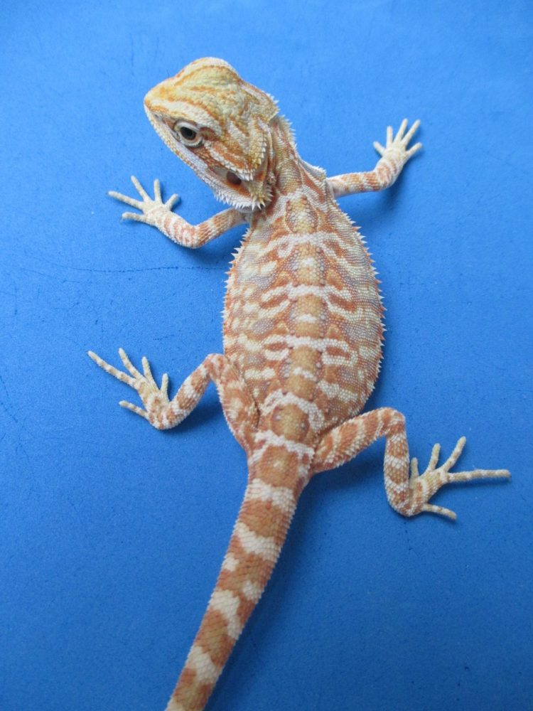 Citrus Leatherback Bearded Dragons For Sale | Atomic Lizard Ranch