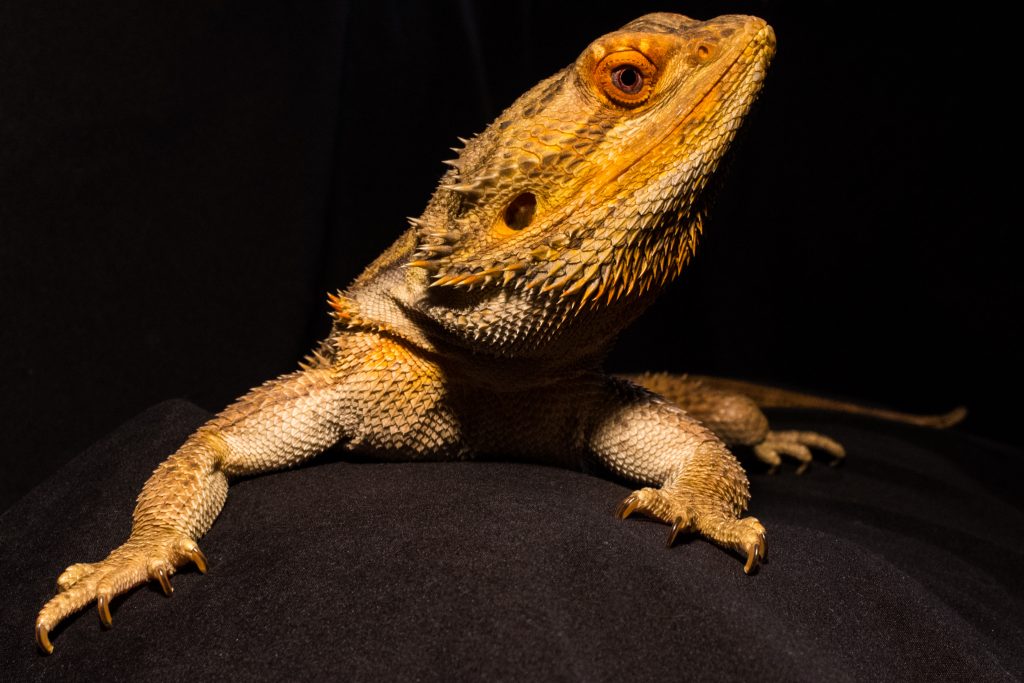 Testimonials | Atomic Lizard Ranch