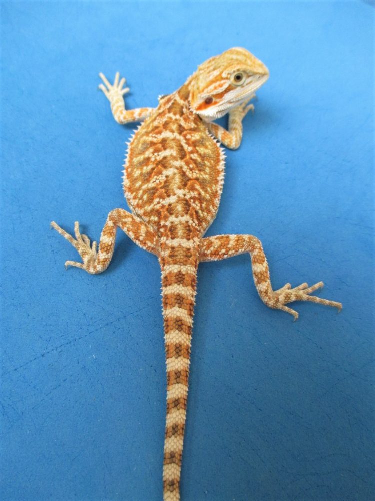 Tangerine & Orange Bearded Dragons For Sale | Atomic Lizard Ranch