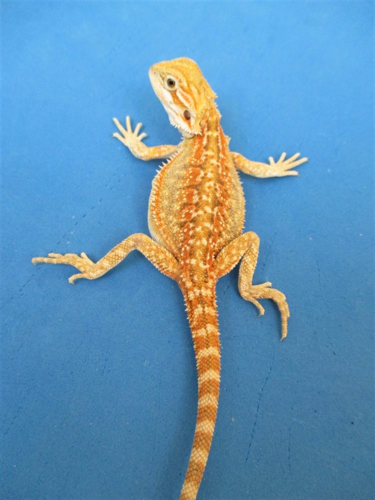Dunner Bearded Dragons For Sale | Atomic Lizard Ranch