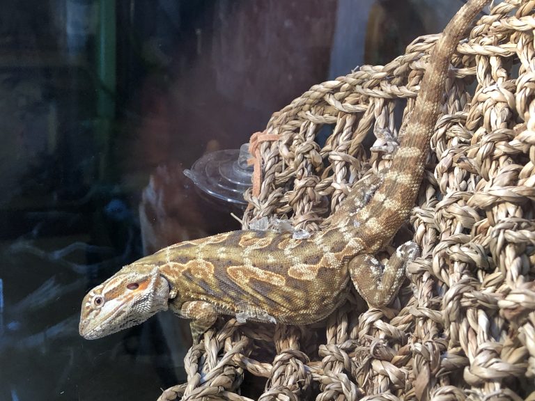 Testimonials | Atomic Lizard Ranch