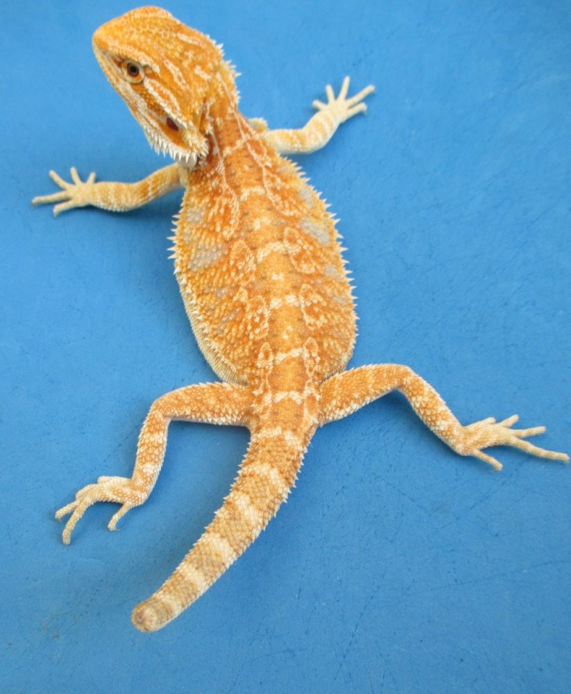 Tangerine & Orange Bearded Dragons For Sale | Atomic Lizard Ranch