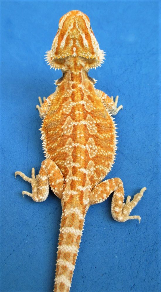 Tangerine & Orange Bearded Dragons For Sale | Atomic Lizard Ranch