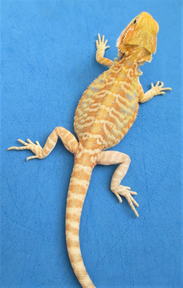 Citrus Leatherback Bearded Dragons For Sale | Atomic Lizard Ranch