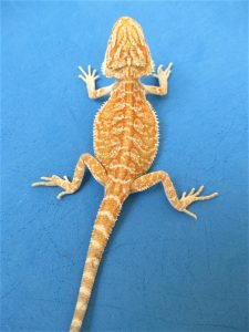 Tangerine & Orange Bearded Dragons For Sale | Atomic Lizard Ranch