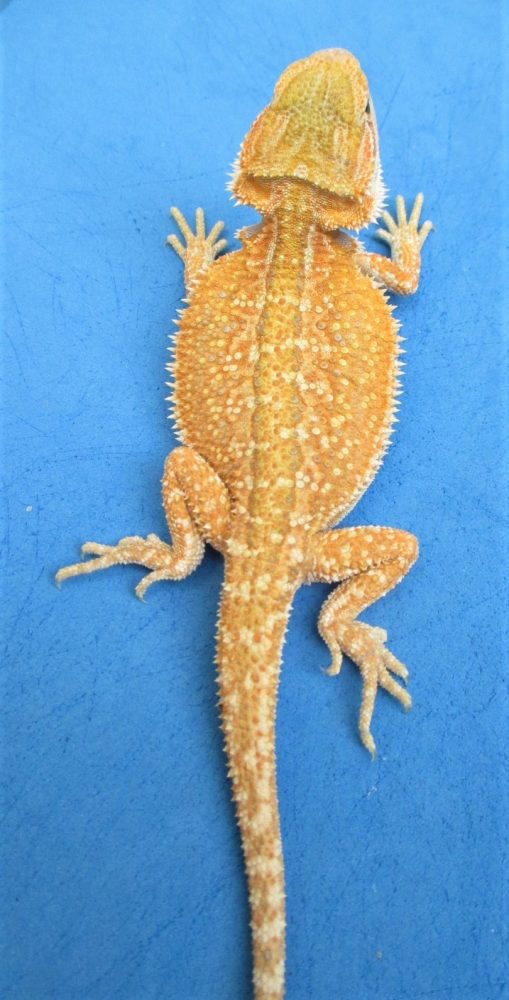 Dunner Bearded Dragons For Sale | Atomic Lizard Ranch