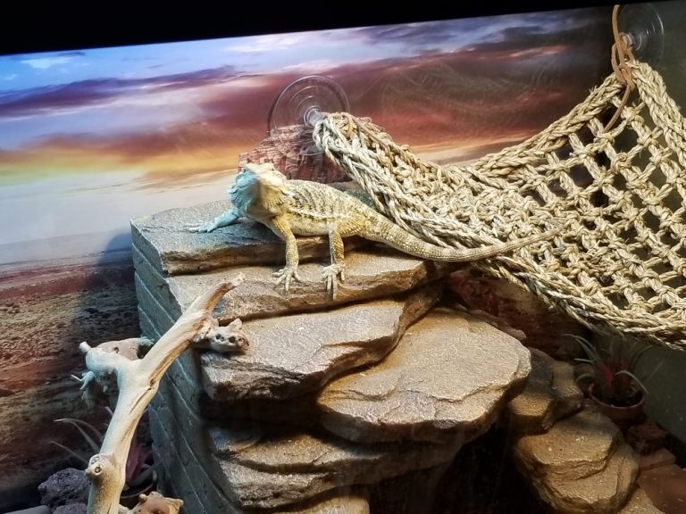 Testimonials | Atomic Lizard Ranch