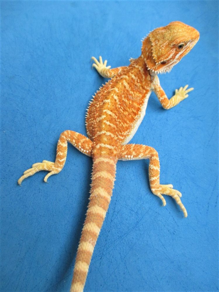 Hypo Melanistic Bearded Dragons For Sale | Atomic Lizard Ranch