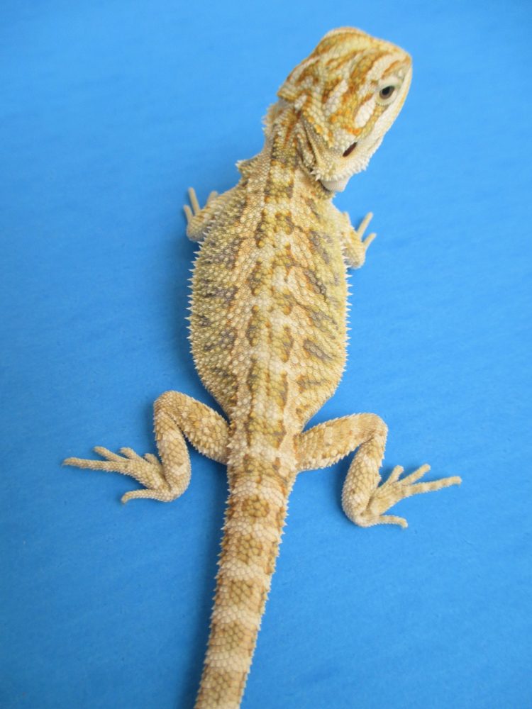 Citrus Bearded Dragons For Sale | Atomic Lizard Ranch