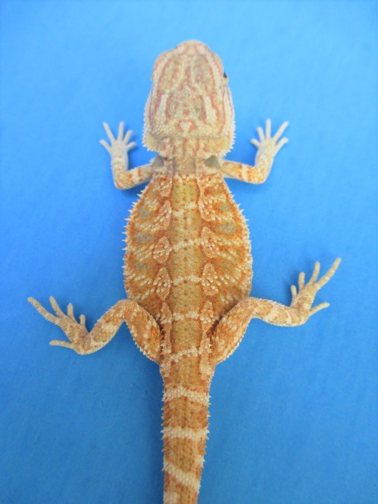 Tangerine & Orange Bearded Dragons For Sale | Atomic Lizard Ranch