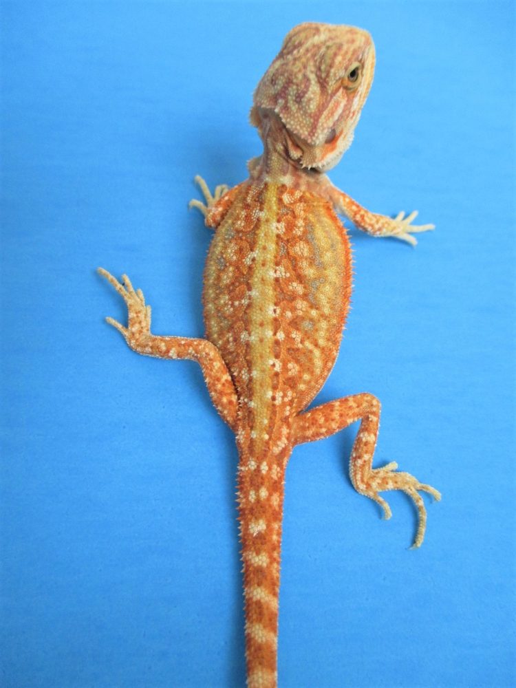 Dunner Bearded Dragons For Sale | Atomic Lizard Ranch