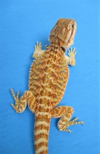 Tangerine & Orange Bearded Dragons For Sale | Atomic Lizard Ranch