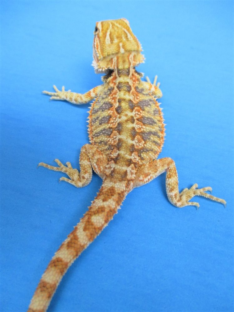 Tangerine & Orange Bearded Dragons For Sale | Atomic Lizard Ranch