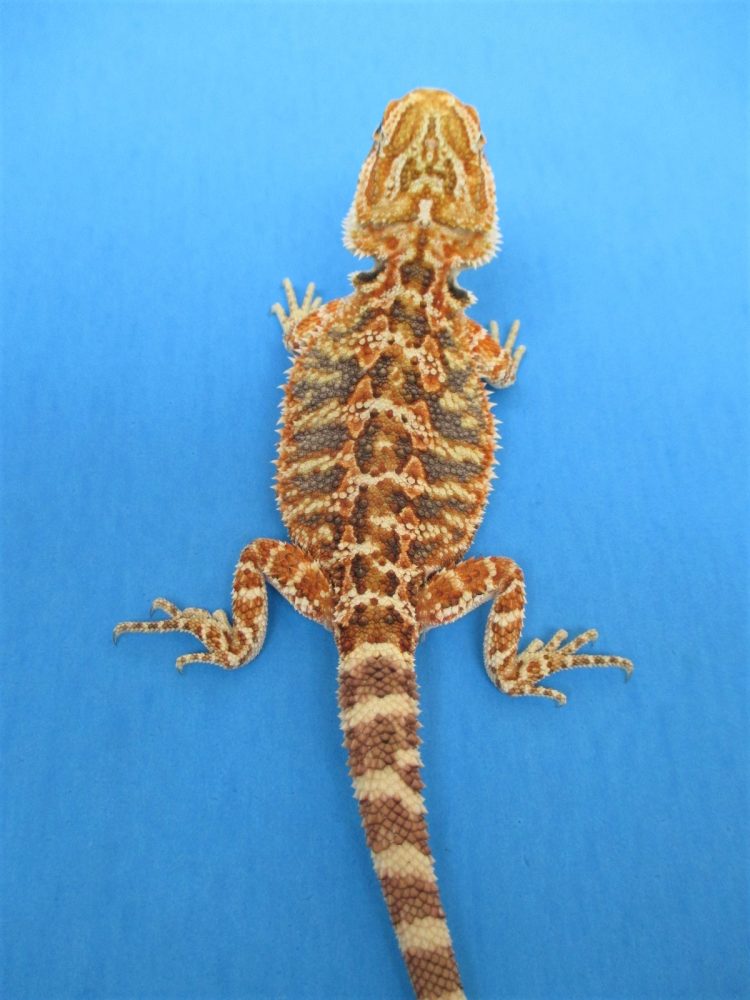 Tangerine & Orange Bearded Dragons For Sale | Atomic Lizard Ranch