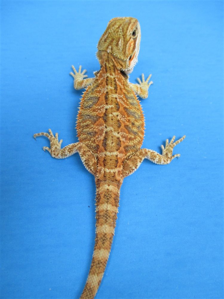 Tangerine & Orange Bearded Dragons For Sale | Atomic Lizard Ranch