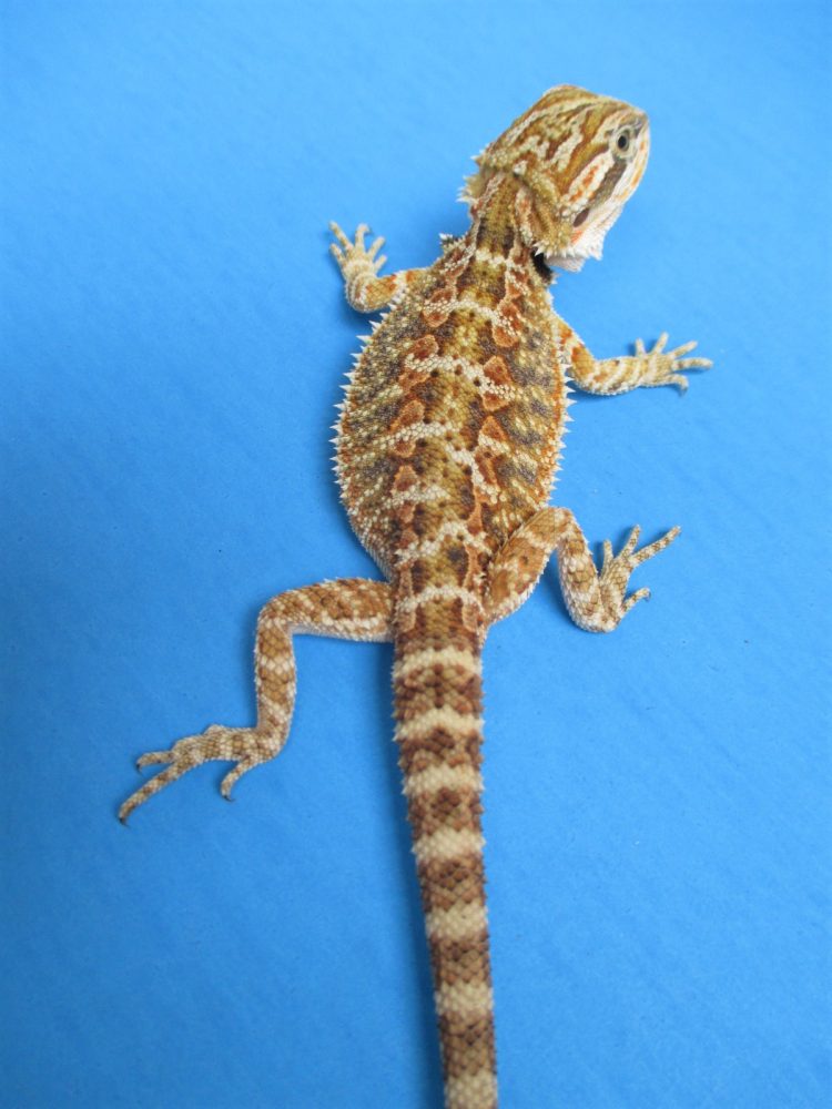 Tangerine & Orange Bearded Dragons For Sale | Atomic Lizard Ranch