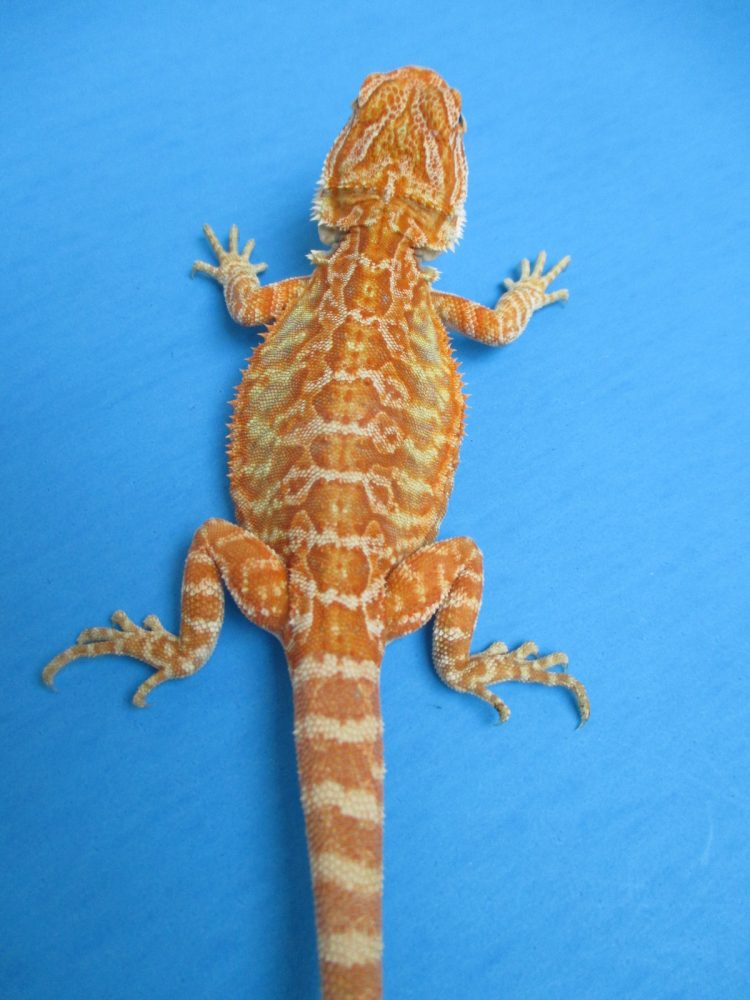 Citrus Leatherback Bearded Dragons For Sale | Atomic Lizard Ranch