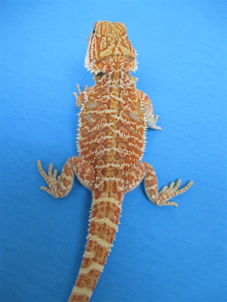 Tangerine & Orange Bearded Dragons For Sale | Atomic Lizard Ranch