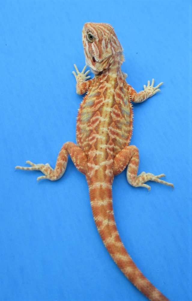 Citrus Leatherback Bearded Dragons For Sale | Atomic Lizard Ranch