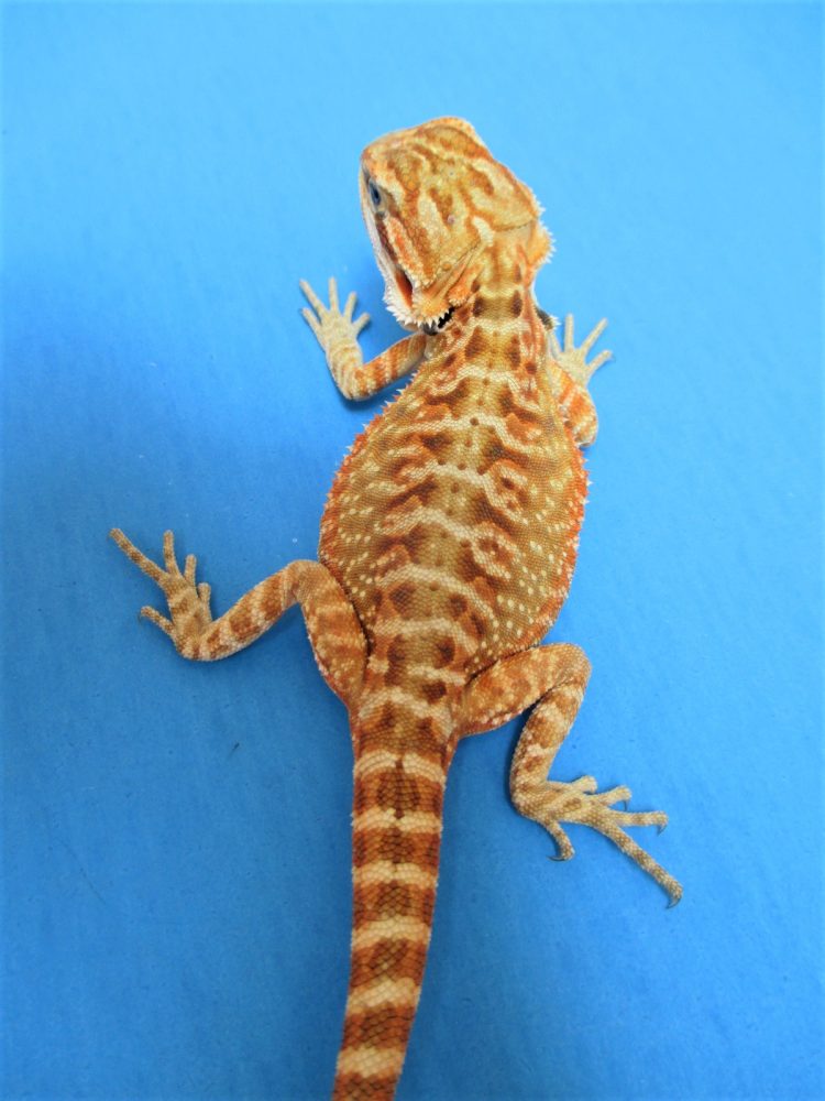Citrus Leatherback Bearded Dragons For Sale | Atomic Lizard Ranch