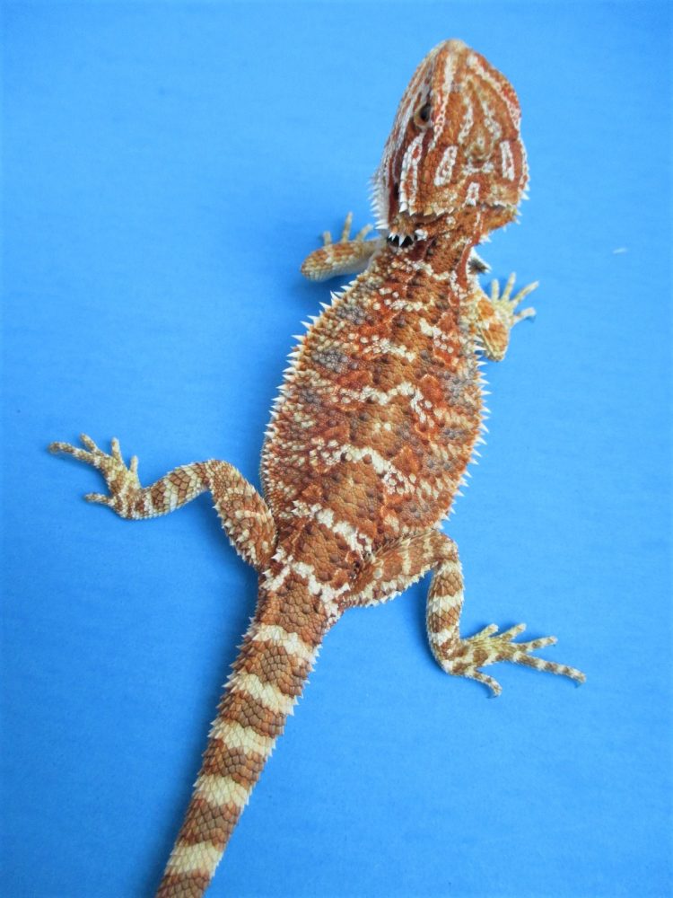 Tangerine & Orange Bearded Dragons For Sale | Atomic Lizard Ranch