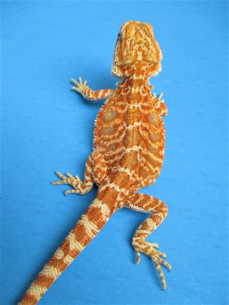 Citrus Leatherback Bearded Dragons For Sale | Atomic Lizard Ranch