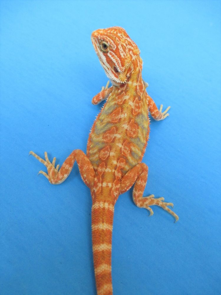 Citrus Leatherback Bearded Dragons For Sale | Atomic Lizard Ranch