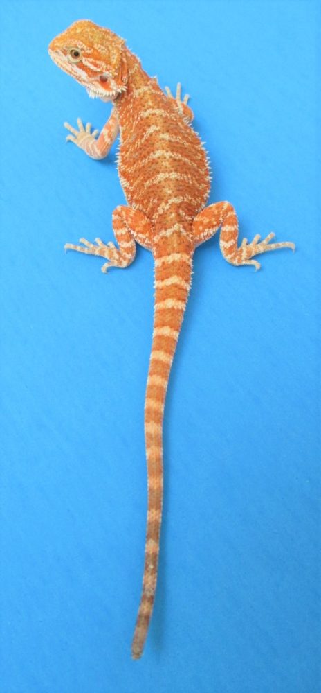 Hypo Melanistic Bearded Dragons For Sale | Atomic Lizard Ranch