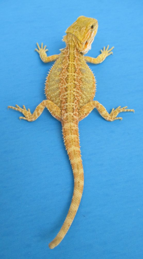 Citrus Bearded Dragons For Sale | Atomic Lizard Ranch