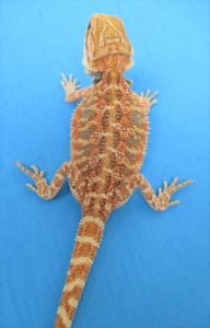 Tangerine & Orange Bearded Dragons For Sale | Atomic Lizard Ranch