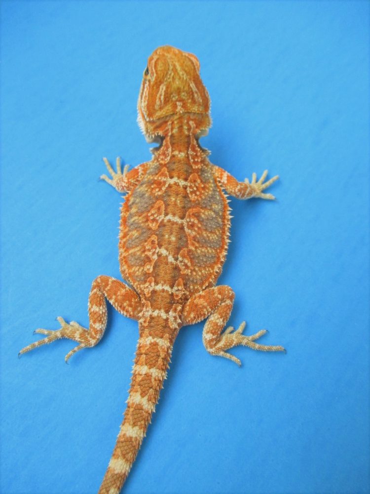 Tangerine & Orange Bearded Dragons For Sale | Atomic Lizard Ranch