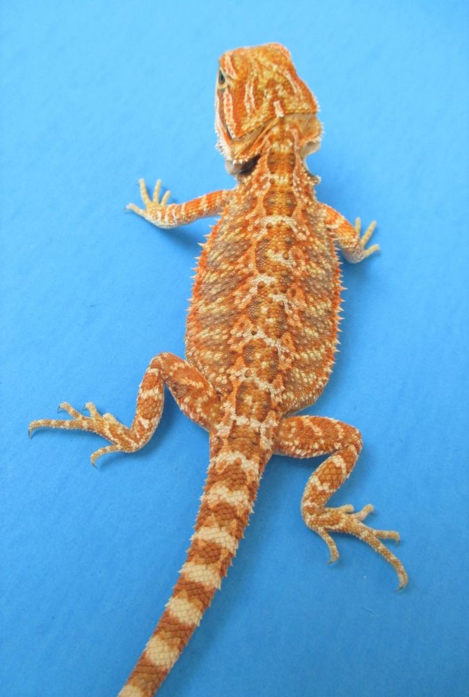 Tangerine & Orange Bearded Dragons For Sale | Atomic Lizard Ranch