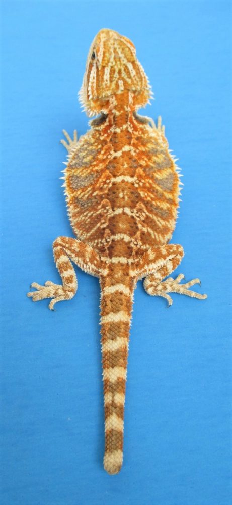 Tangerine & Orange Bearded Dragons For Sale | Atomic Lizard Ranch