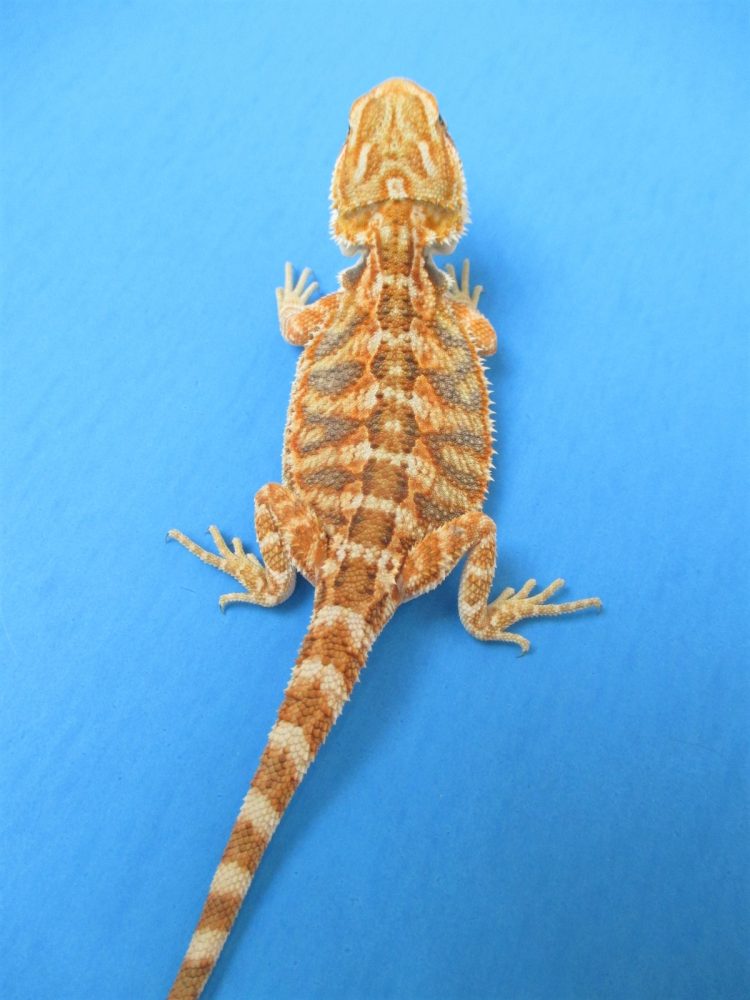 Tangerine & Orange Bearded Dragons For Sale | Atomic Lizard Ranch