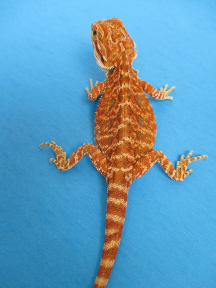 Citrus Leatherback Bearded Dragons For Sale | Atomic Lizard Ranch